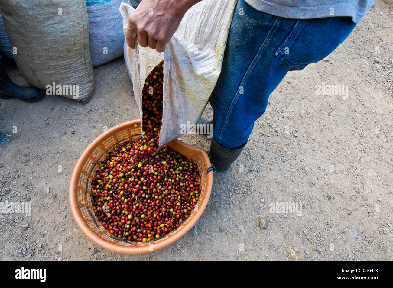 Coffee picking costa rica hi-res stock photography and images - Alamy