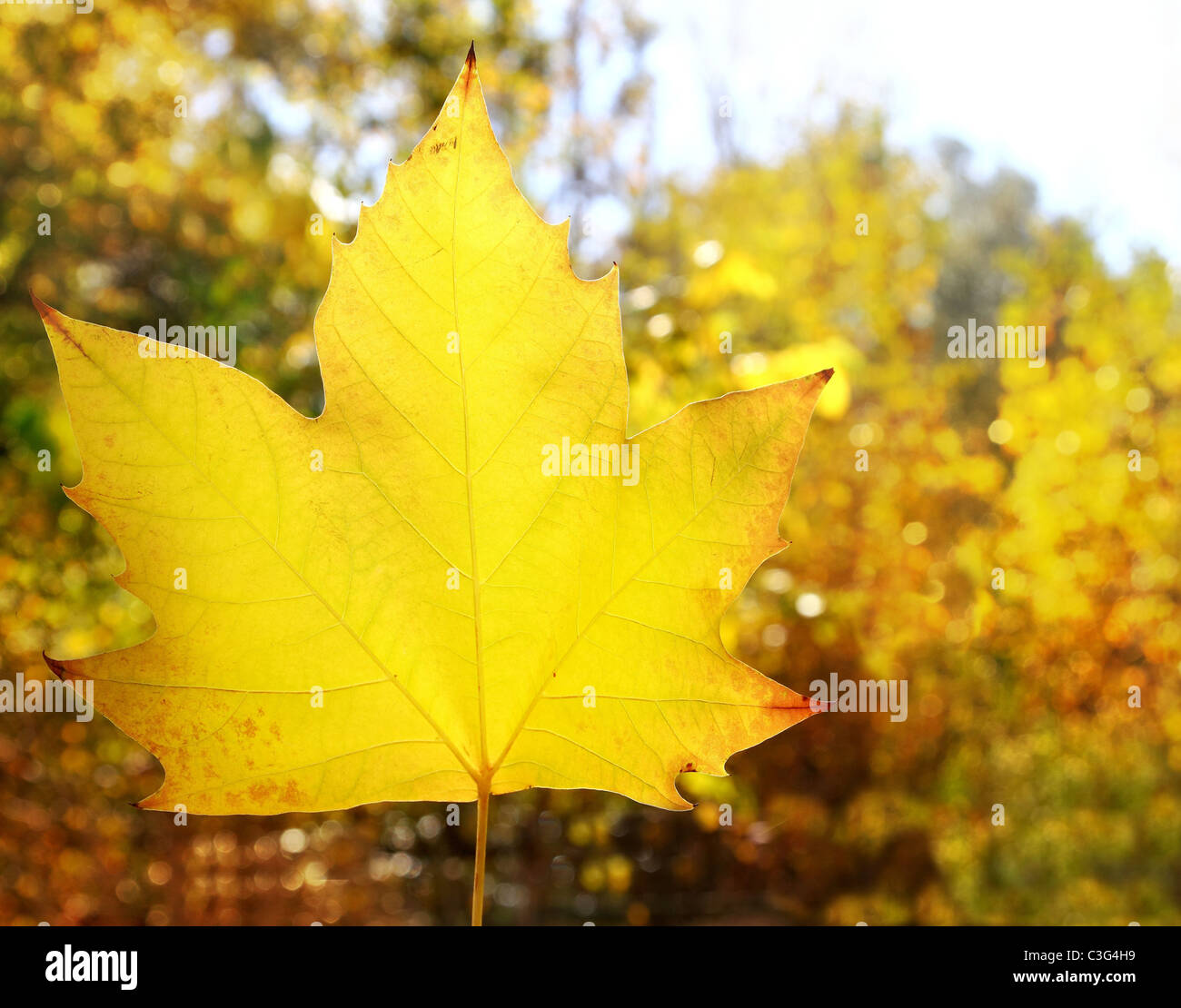 autumn yellow golden leaf macro closeup outdoor forest background Stock ...