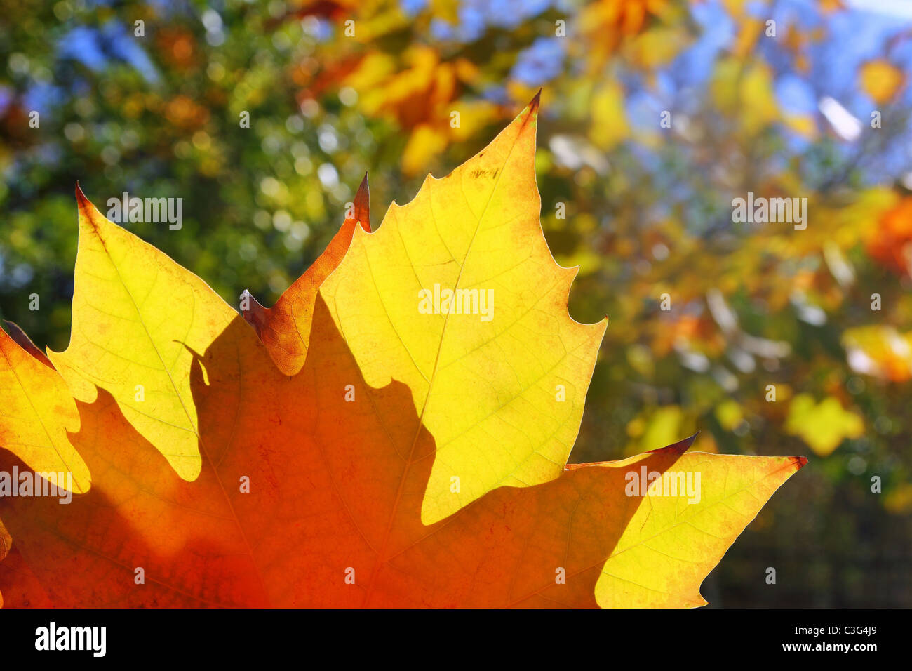 Forest golden yellow leaves hi-res stock photography and images - Alamy
