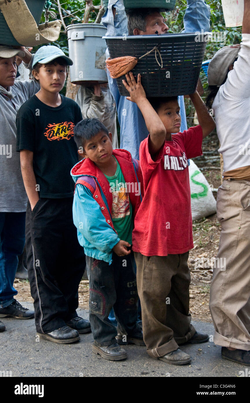 Coffee plantation workers Central Valley Costa Rica Stock Photo - Alamy