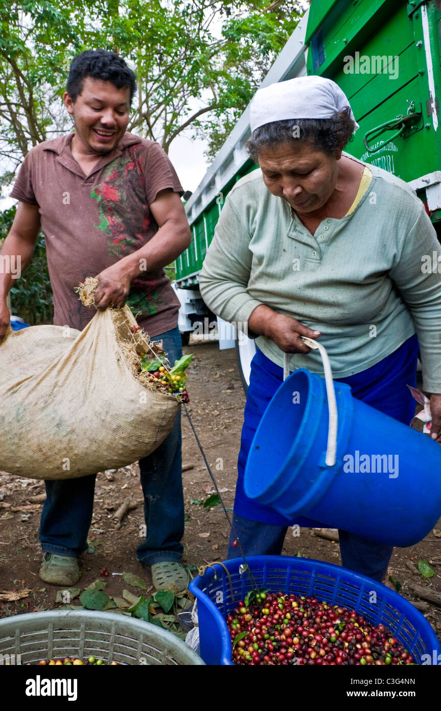 Coffee plantation daily Workers with their harvest Rodeo Central Valley ...