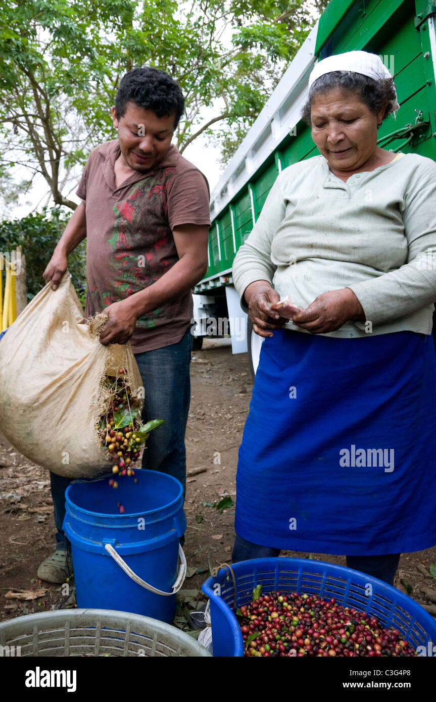 Coffee plantation daily Workers with their harvest Rodeo Central Valley ...