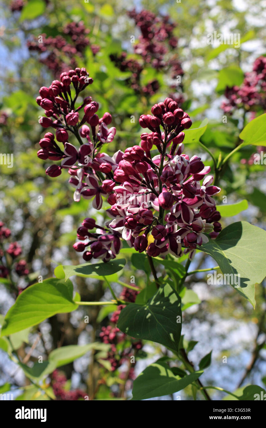 Lilac tree hi-res stock photography and images - Alamy