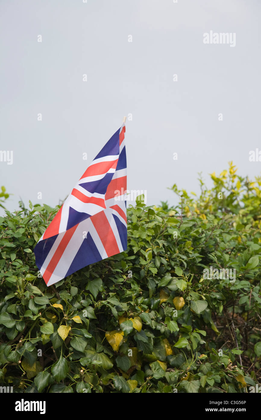 Flag bush hi-res stock photography and images - Alamy