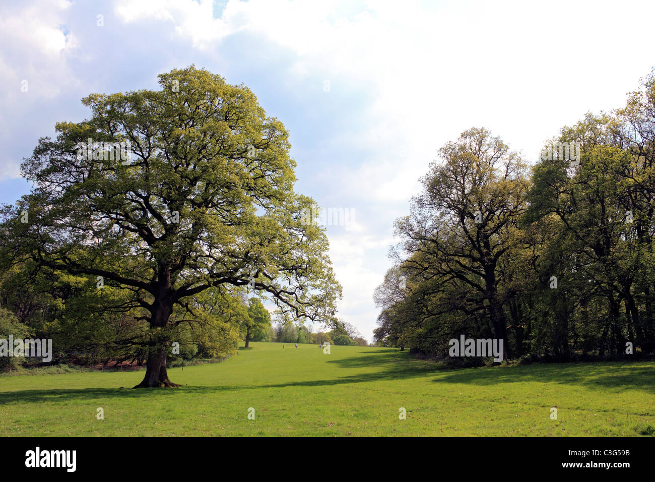 The Surrey countryside near Guildford England UK Stock Photo - Alamy