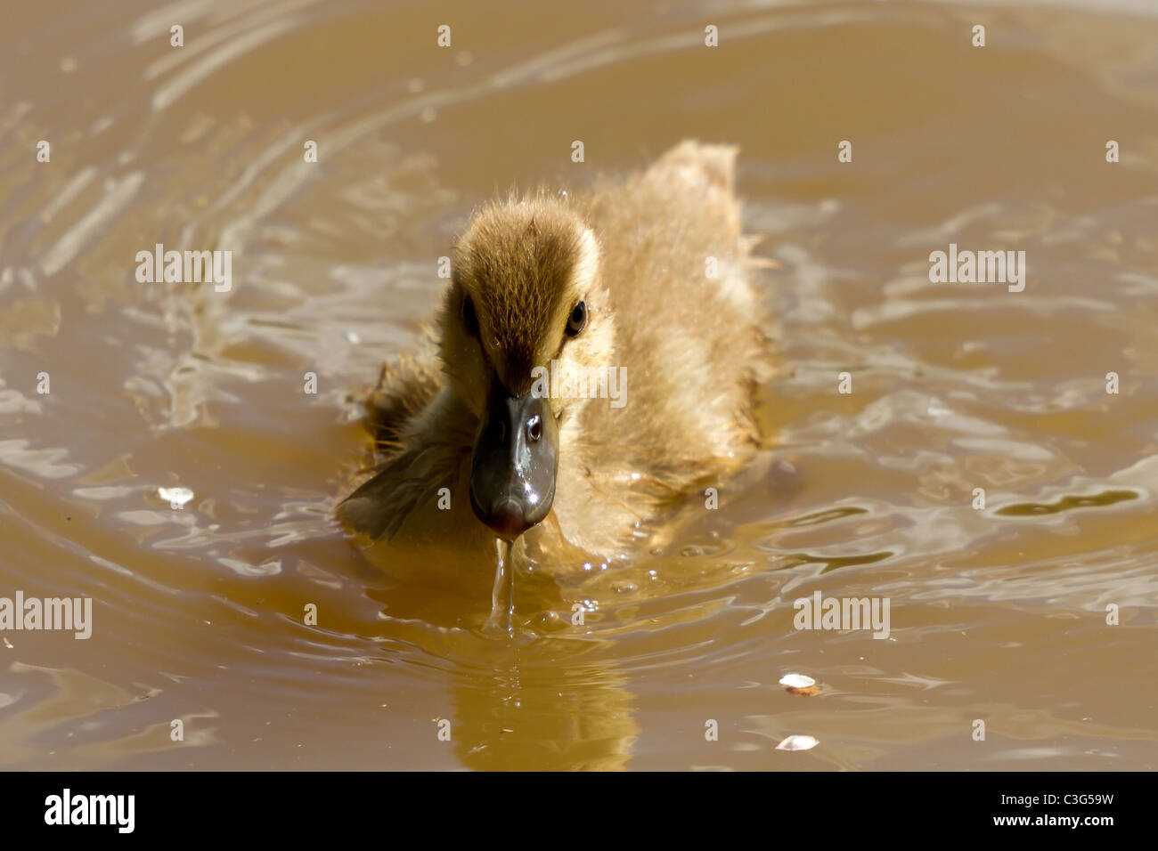Baby Ducks Drown In Water