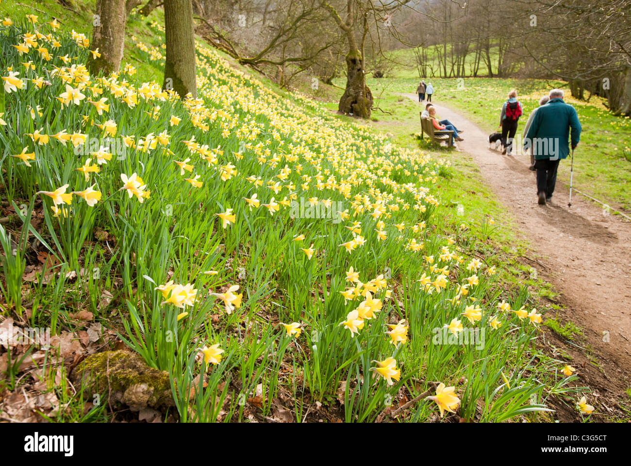 Wild Daffodils flowering in Farndale in the North york Moors, Yorkshire ...