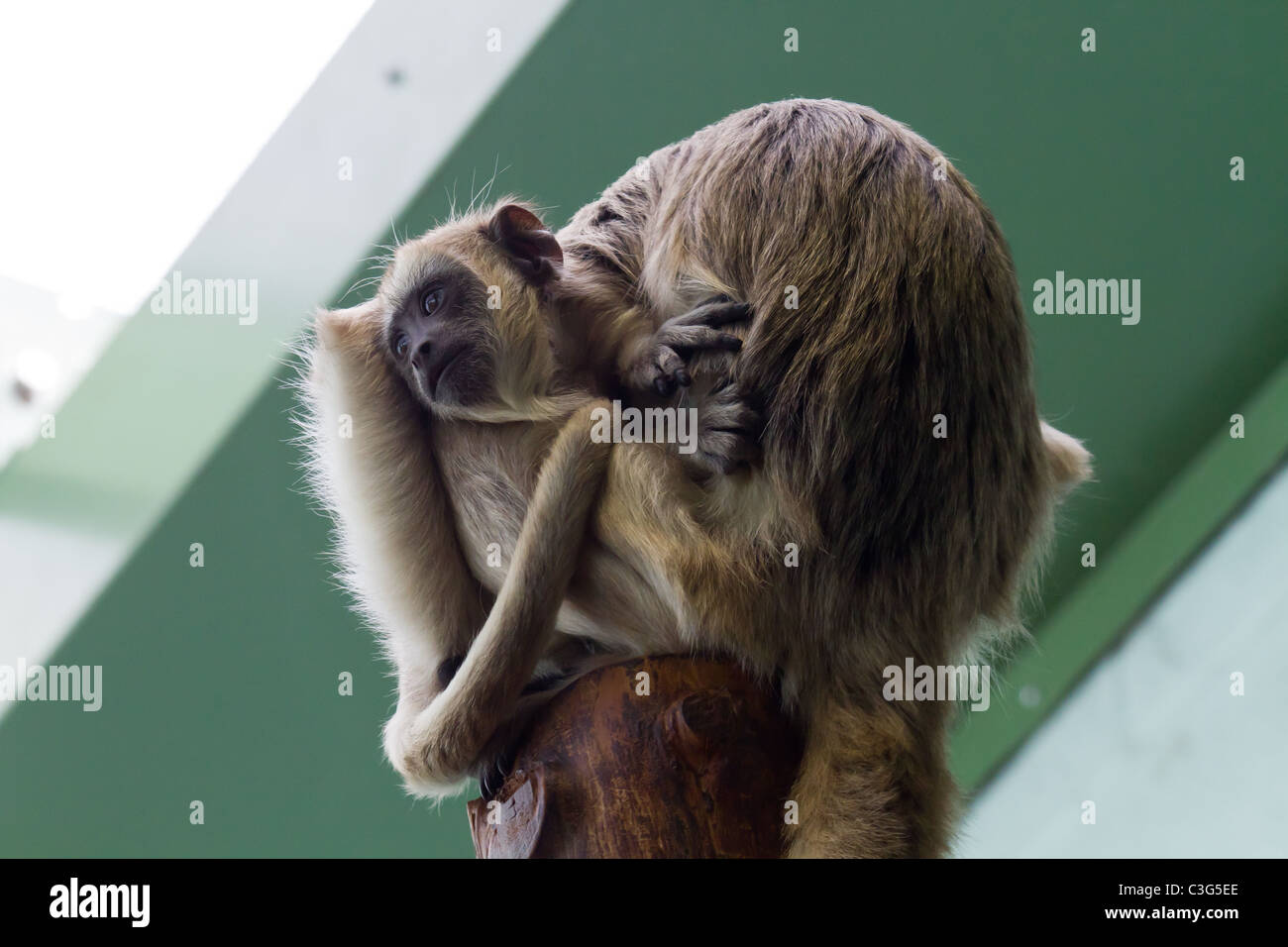 A baby howler monkey and mother cuddling. Taken at Bristol Zoo Stock ...