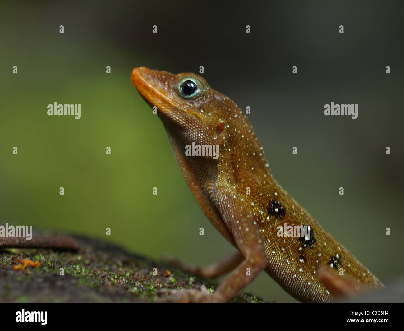 A lone Dominica anole (Anolis oculatus) aka Dominican anole, eyed anole ...