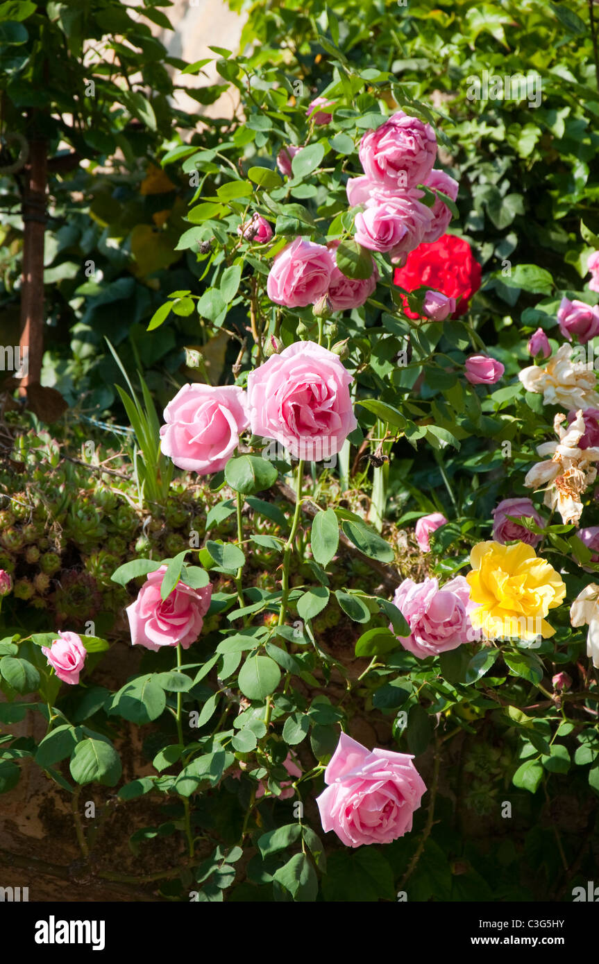 Pretty spring flowers in Sarlat, Dordogne Aquitaine France Stock Photo ...