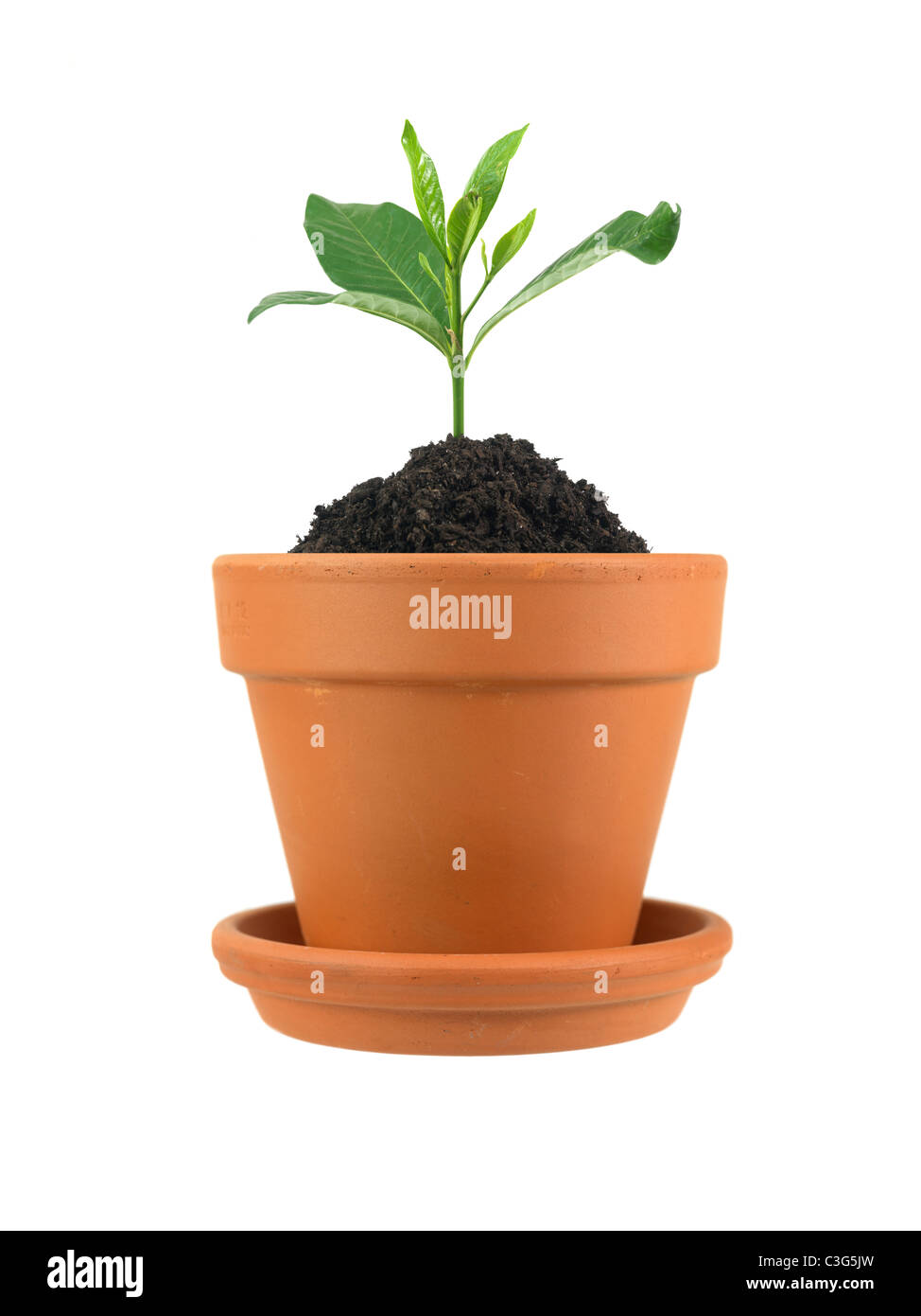 A small plant in a clay pot isolated against a white background Stock ...