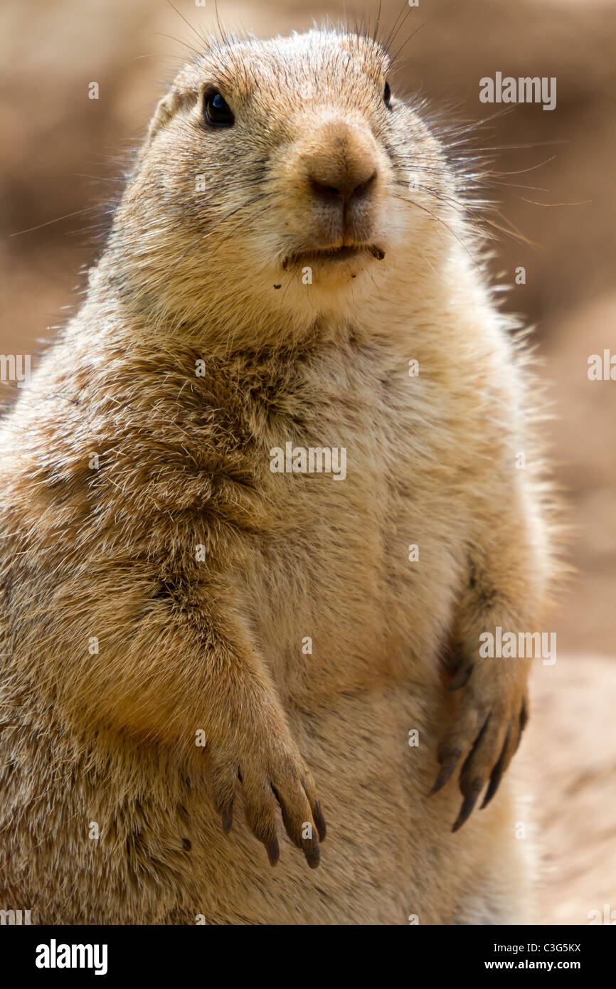 Zoo prairie dog hi-res stock photography and images - Alamy
