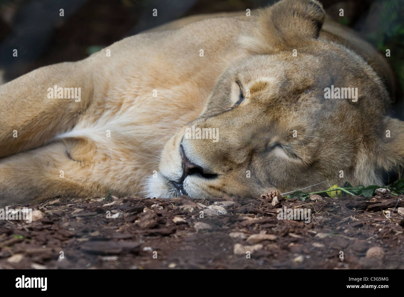 Lioness sleep sleeping hi-res stock photography and images - Alamy