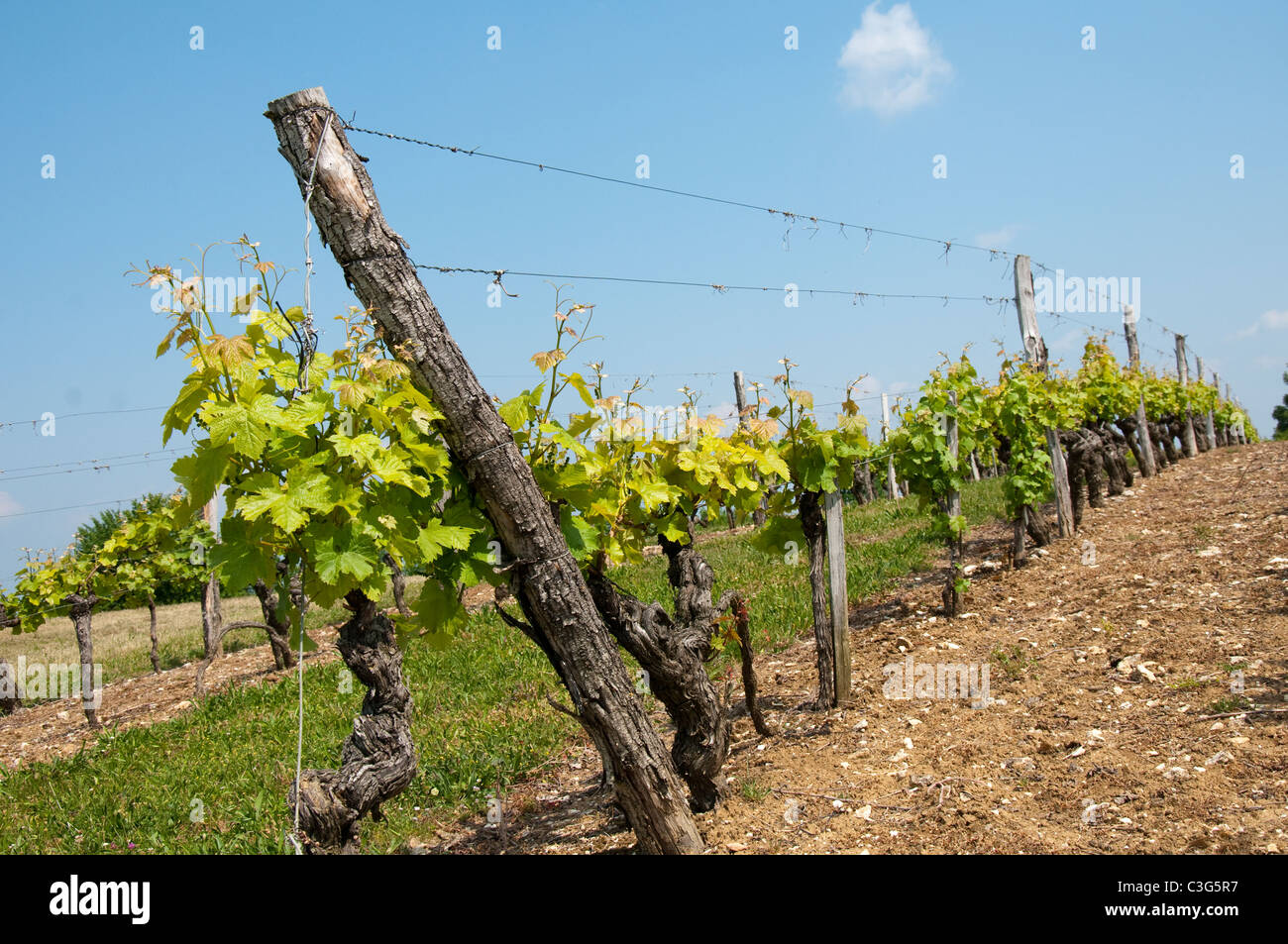 Bergerac, france vineyard hi-res stock photography and images - Alamy
