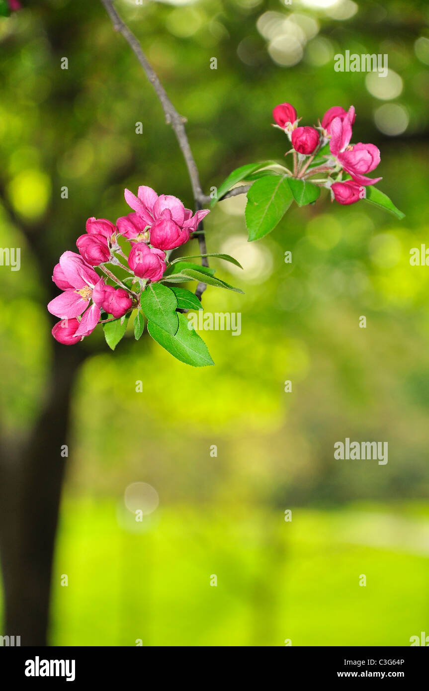 Spring Pink Blossoms Stock Photo - Alamy
