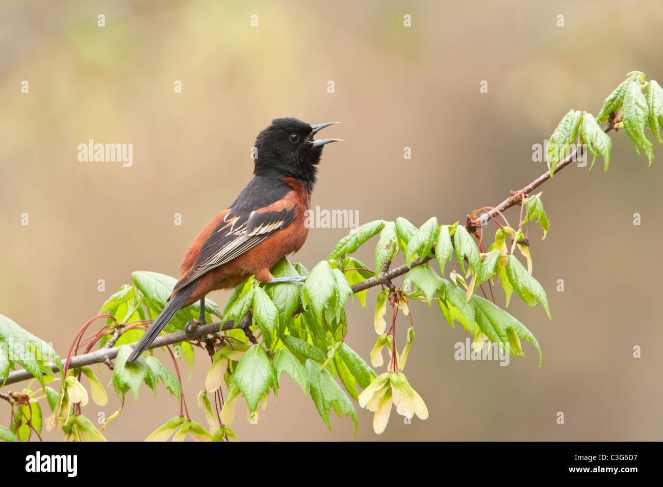 Orchard Oriole in Maple Tree Stock Photo - Alamy