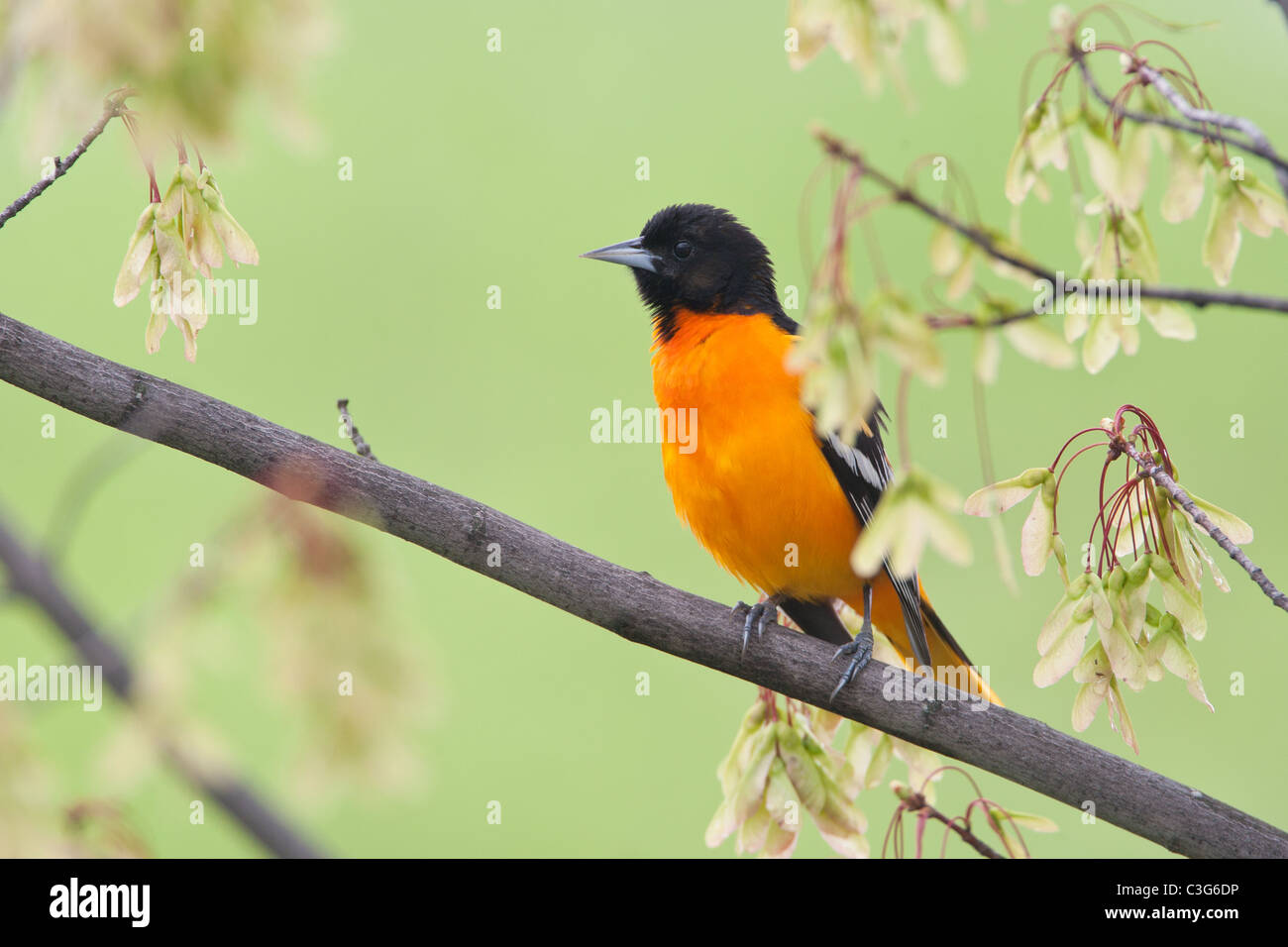 Baltimore Oriole in Maple Tree Stock Photo - Alamy