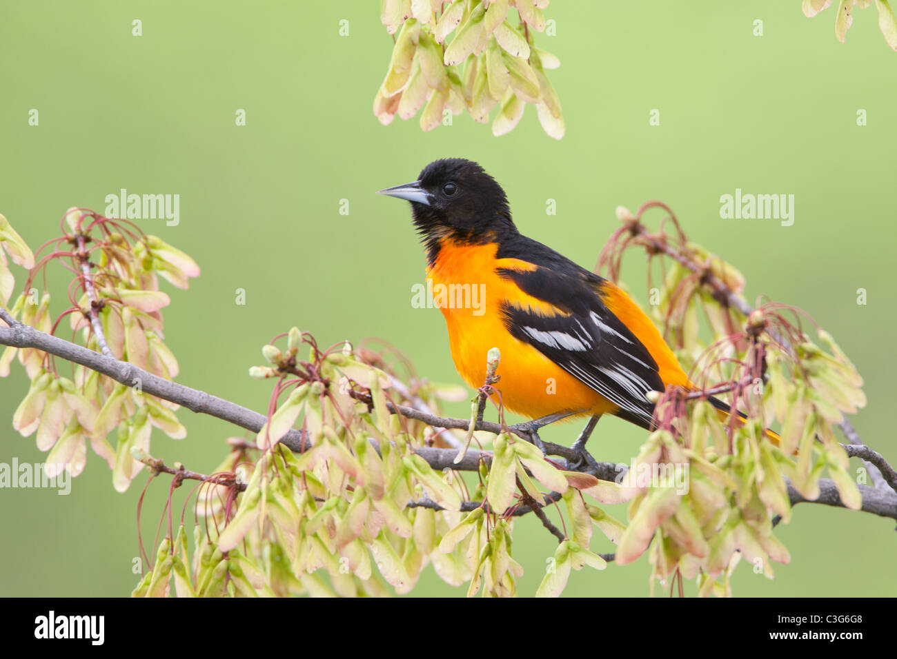 Baltimore Oriole in Maple Tree Stock Photo - Alamy