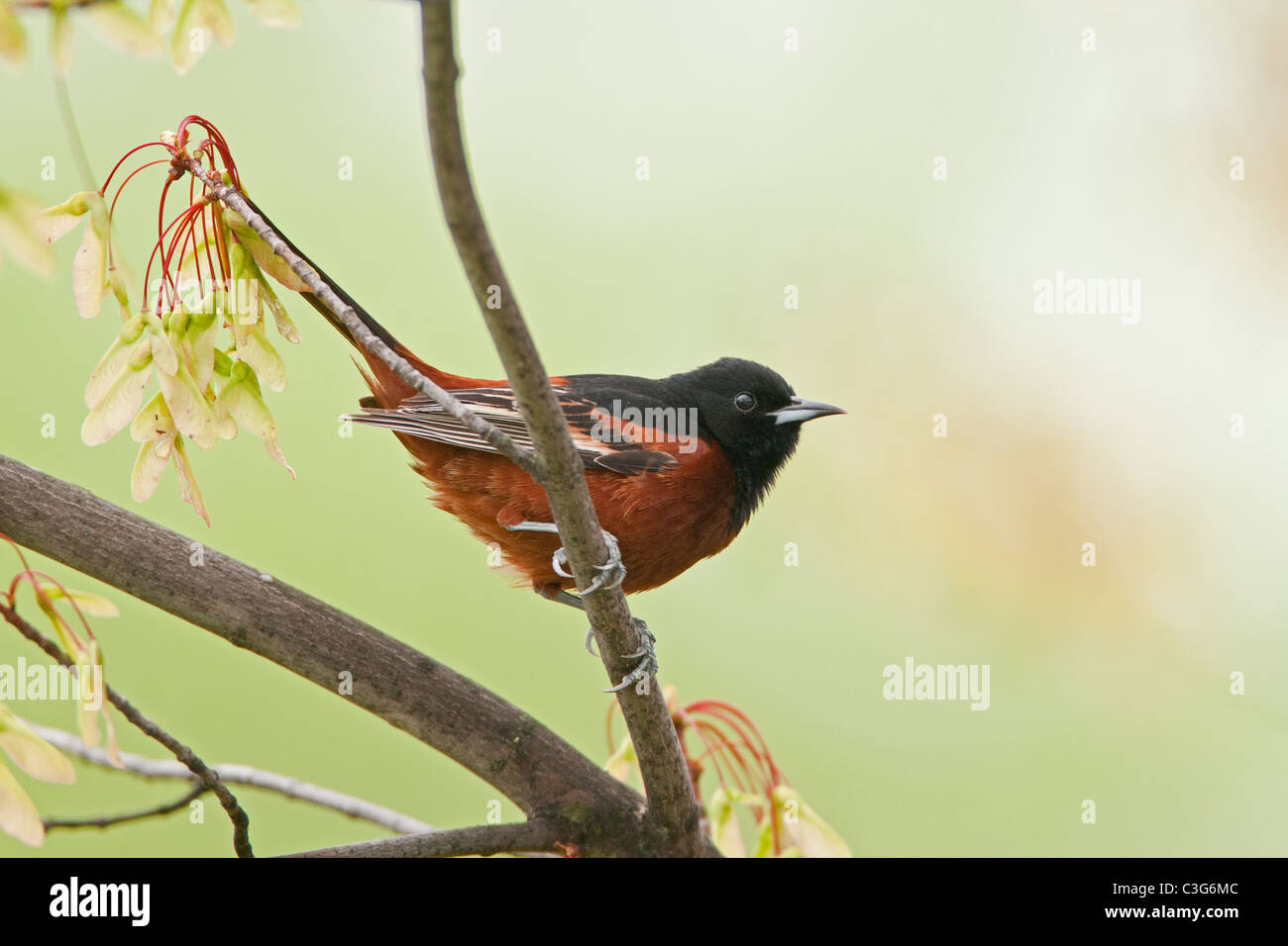 Orchard Oriole in Maple Tree Stock Photo - Alamy