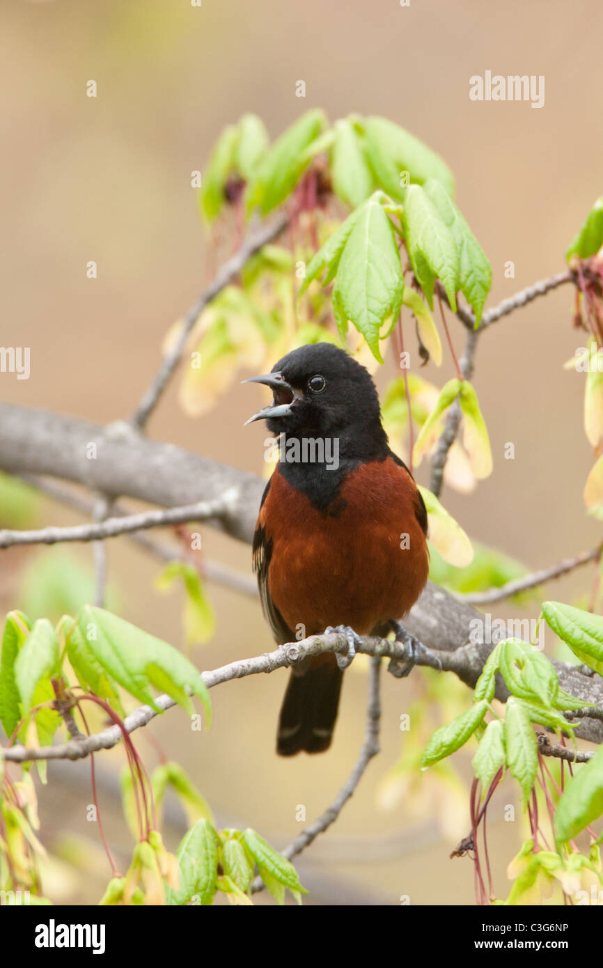 Oriole hi-res stock photography and images - Alamy
