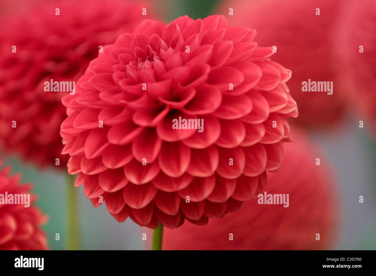 Prize winning flowers hi-res stock photography and images - Alamy