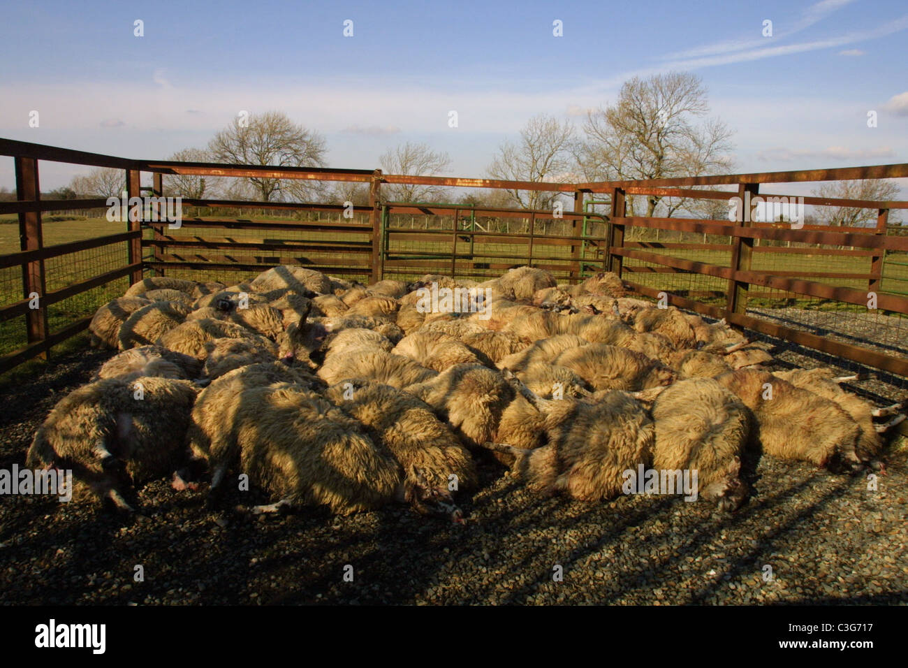 FOOT AND MOUTH disease, sheep CARCASSES, Scotland Stock Photo - Alamy