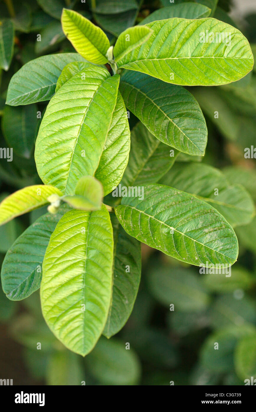 Guava tree hi-res stock photography and images - Alamy