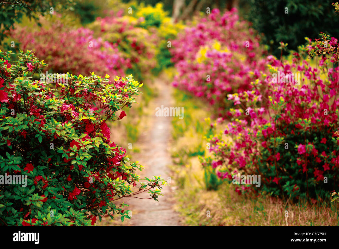 Footpath with azaleas of mixed colors. Furnas, Sao Miguel island ...