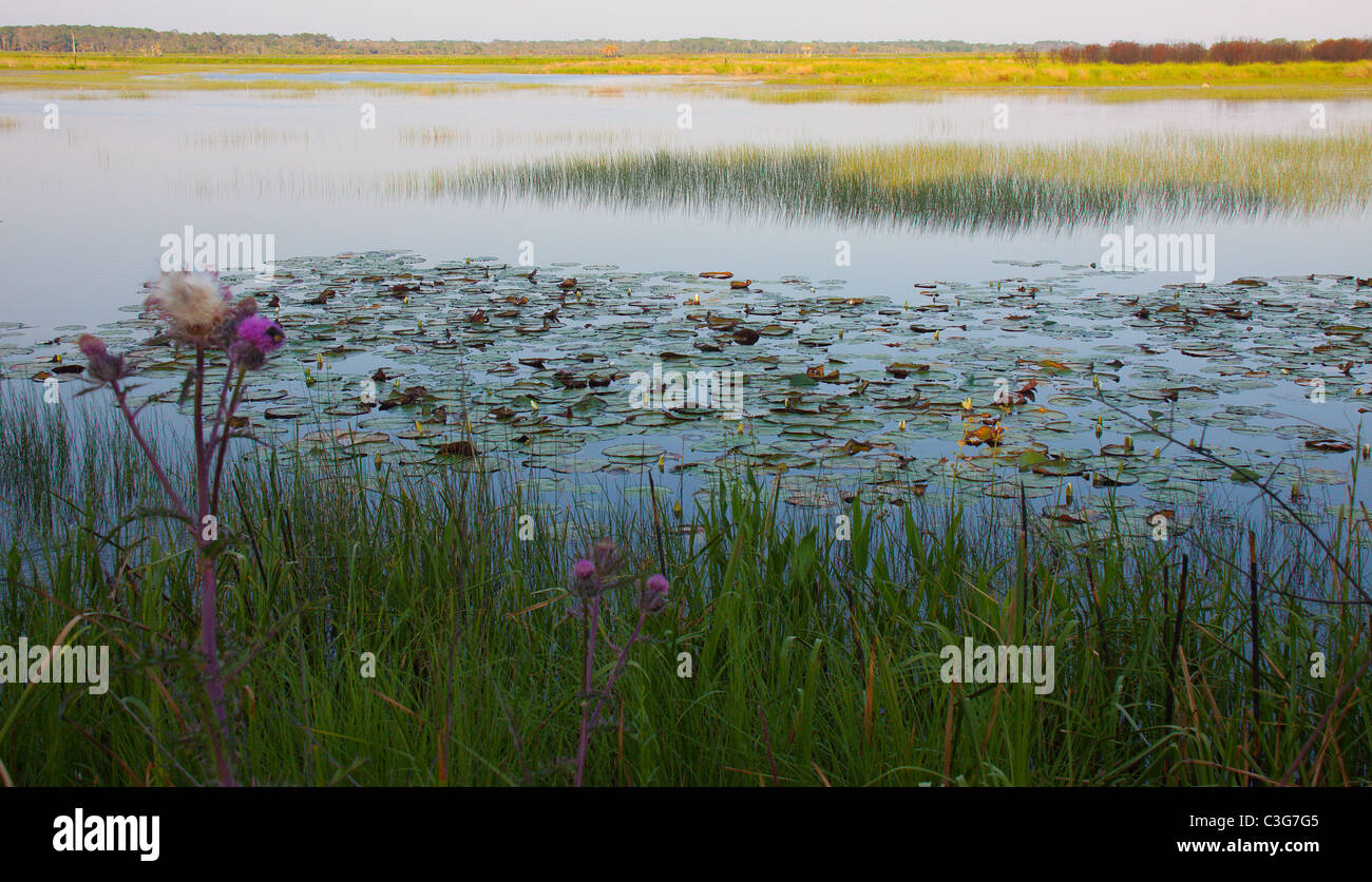 Marsh lilies hi-res stock photography and images - Alamy