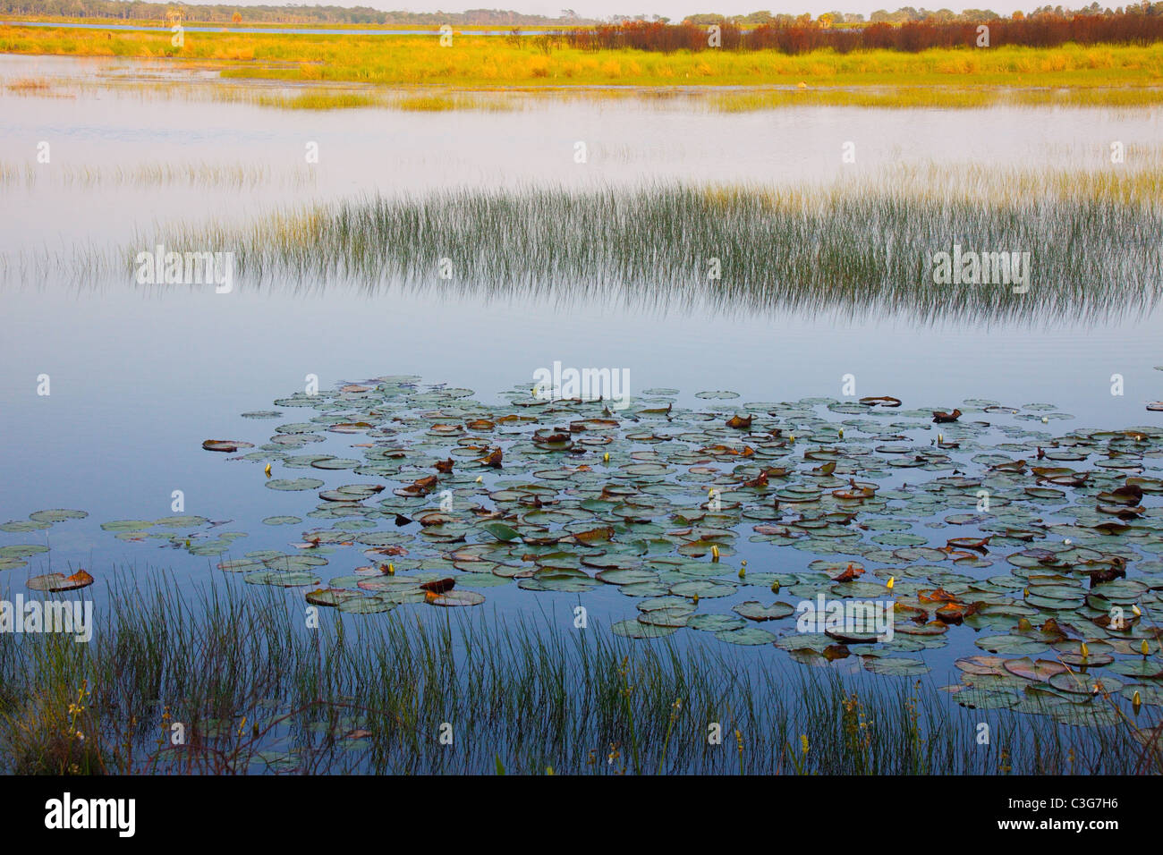 Marsh lilies hi-res stock photography and images - Alamy