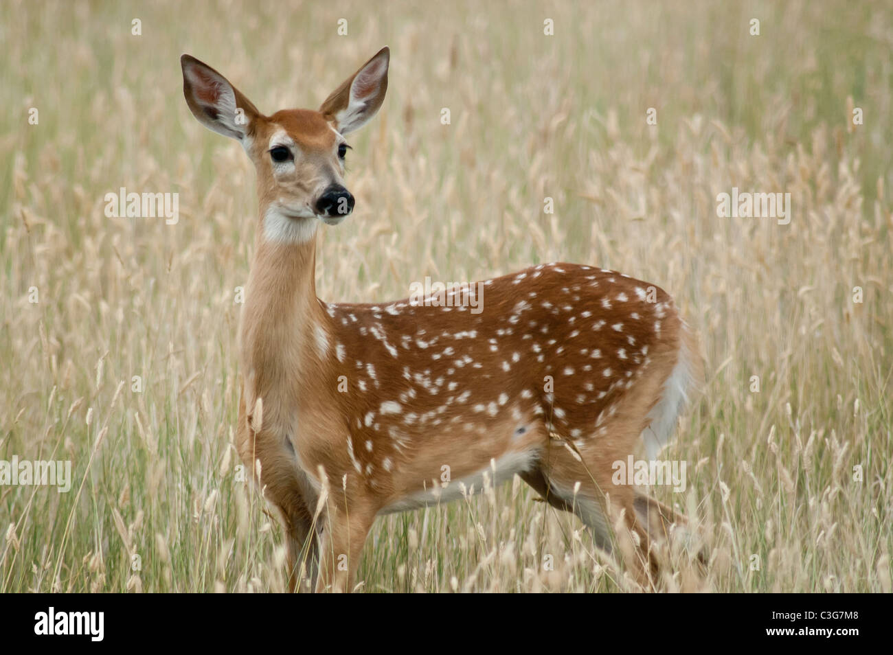 Spotted Whitetail Deer