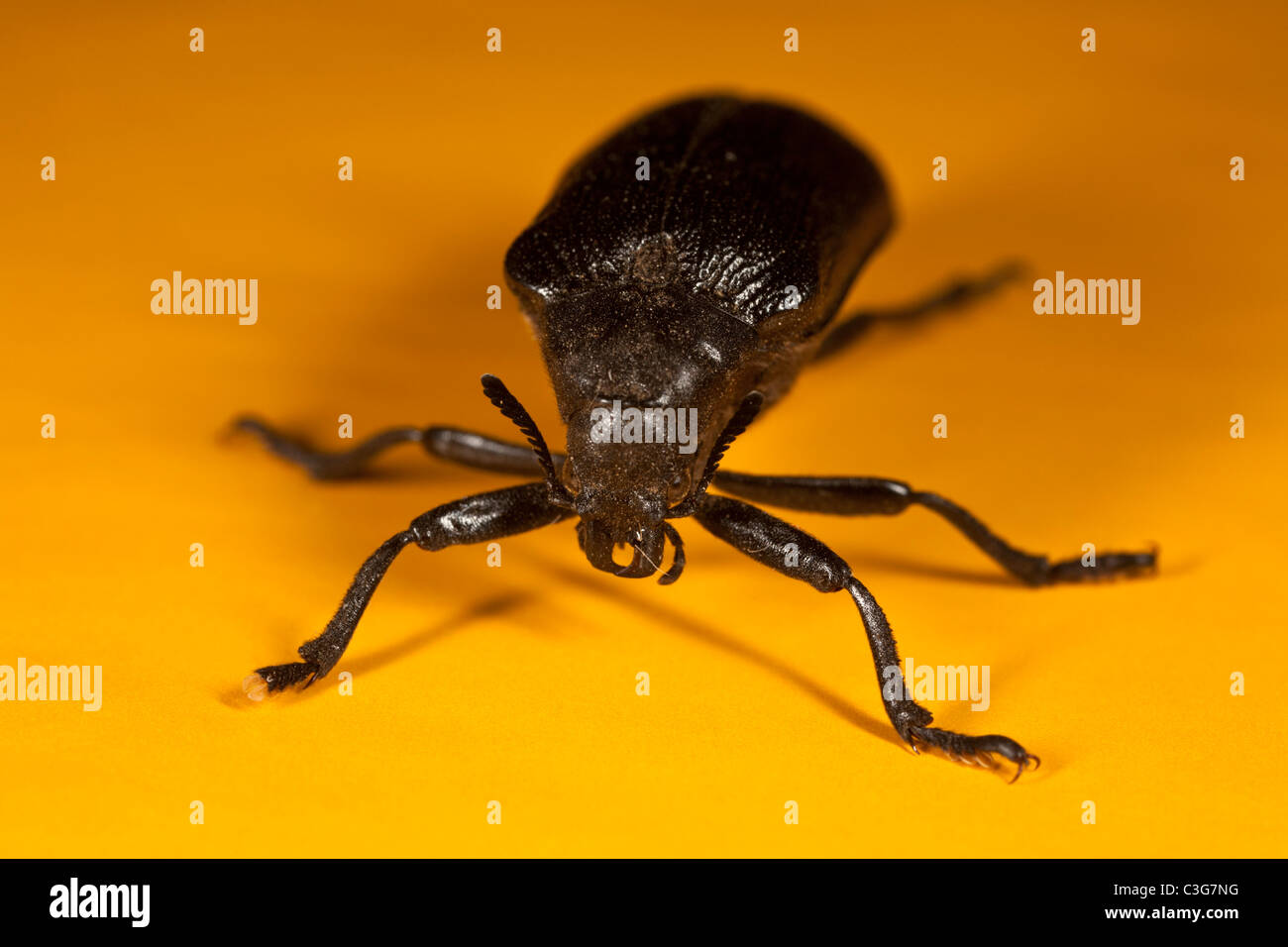 Beetle on orange paper Stock Photo - Alamy
