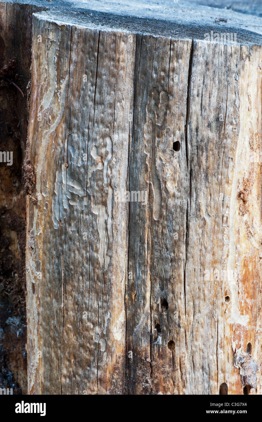 Tracks of the Mountain Pine Beetles in the trunk of a Lodgepole Pine ...
