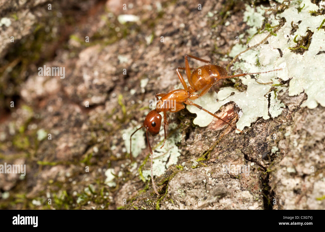 Ant (Camponotus castaneus) on lichen covered rock Stock Photo - Alamy