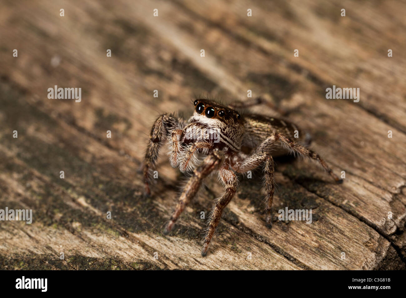 Jumping spider on wood Stock Photo - Alamy