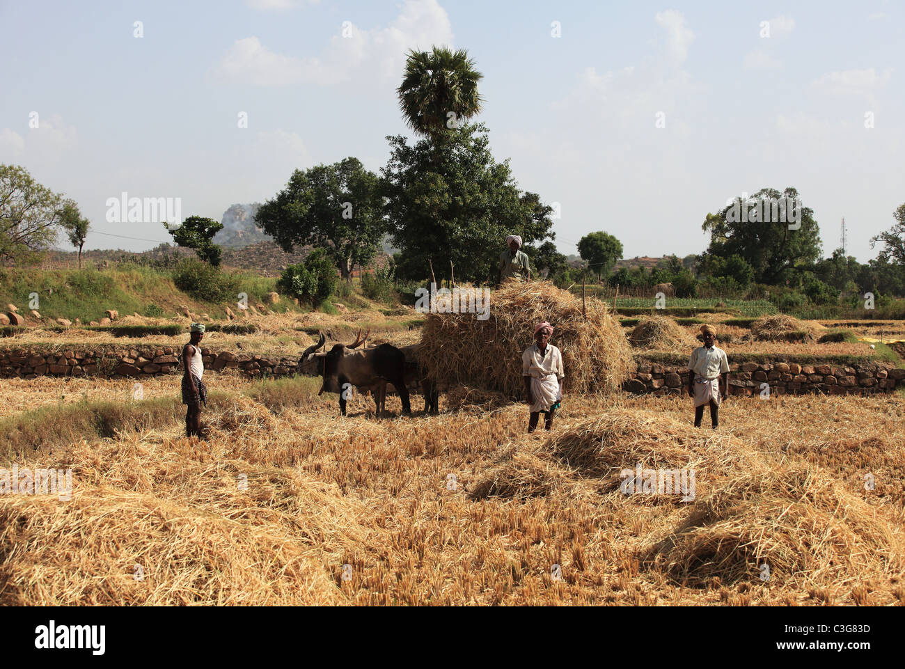 India men agriculture hi-res stock photography and images - Alamy