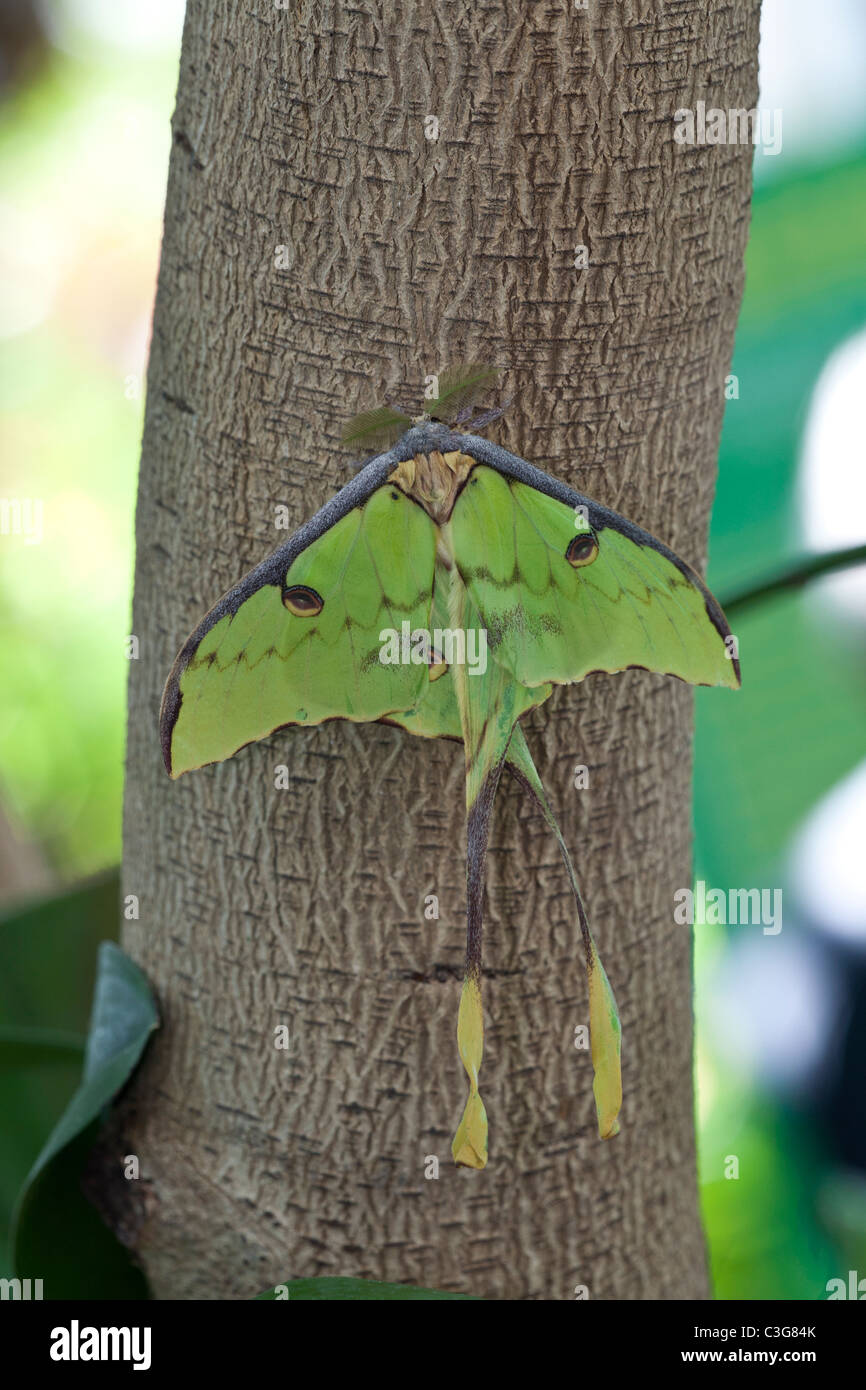 African moon moth (Argema mimosae Stock Photo - Alamy