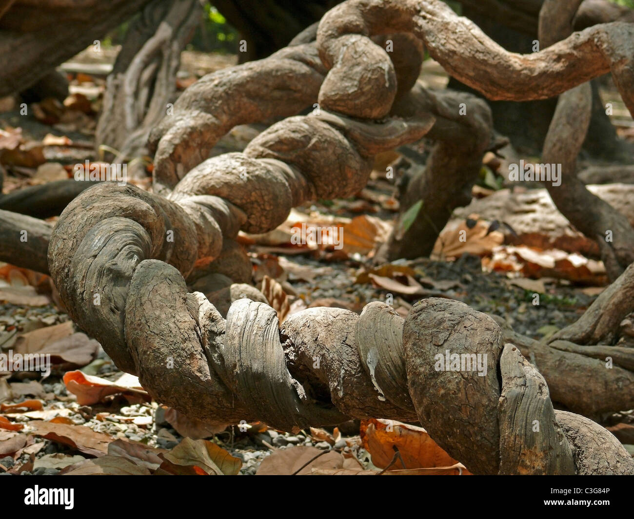 Part tree hi-res stock photography and images - Alamy
