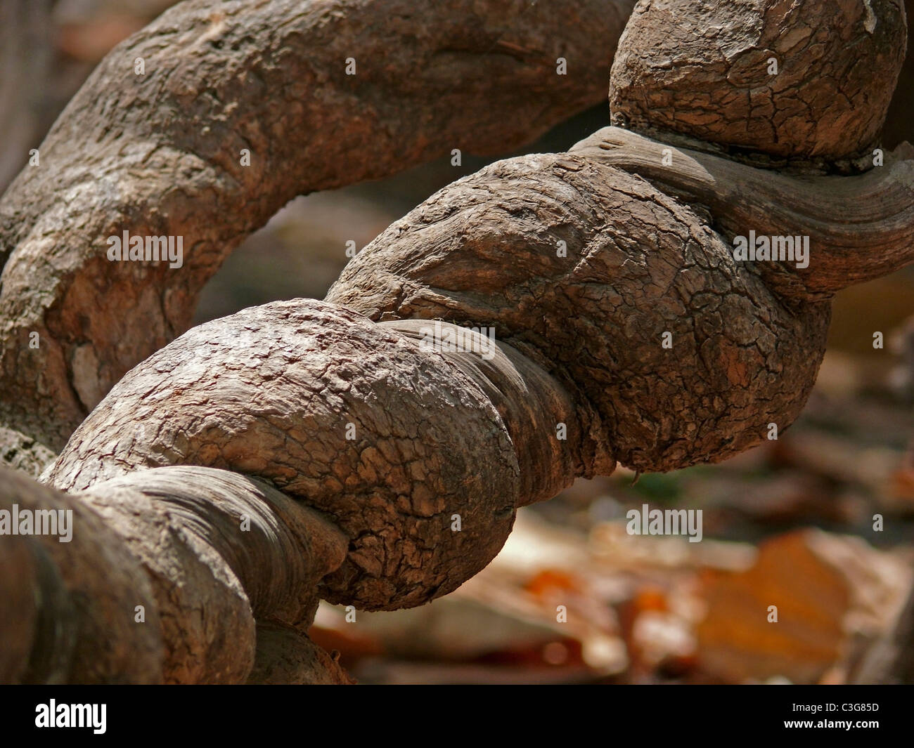 Abstract part of a tree trunk Stock Photo - Alamy