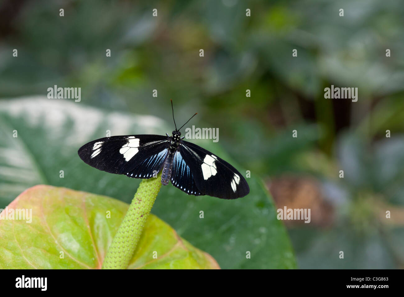 Sara Longwing Butterfly