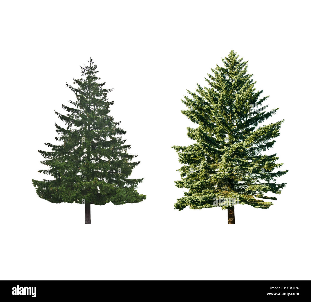 two pine trees is isolated on a white background Stock Photo - Alamy