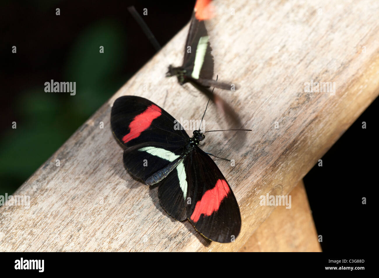 Small postman butterfly (Heliconius erato), both male (in flight) and ...