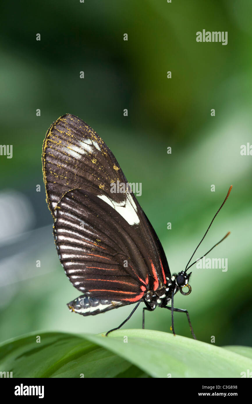 Doris Longwing or The Doris butterfly (Laparus doris Stock Photo - Alamy