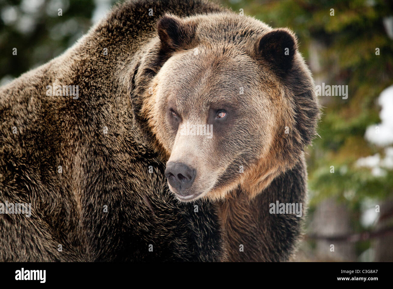 Grizzly bear (Ursus arctos horribilis) in outdoor closeup view Stock ...