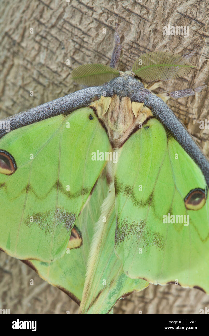 African moon moth (Argema mimosae Stock Photo - Alamy