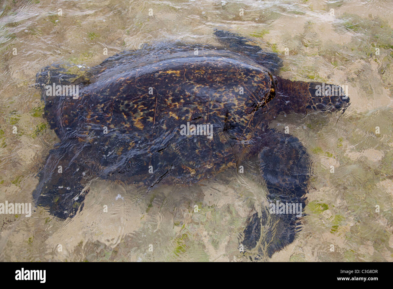 Endangered green sea turtle in the water in Hawaii Stock Photo - Alamy