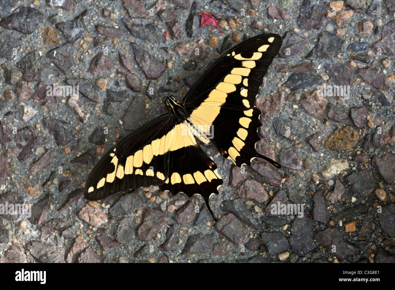 Giant Swallowtail (Papilio cresphontes Stock Photo - Alamy