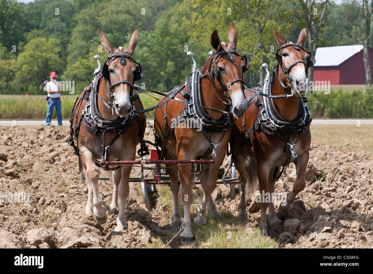 Man with mule team plowing field Stock Photo - Alamy