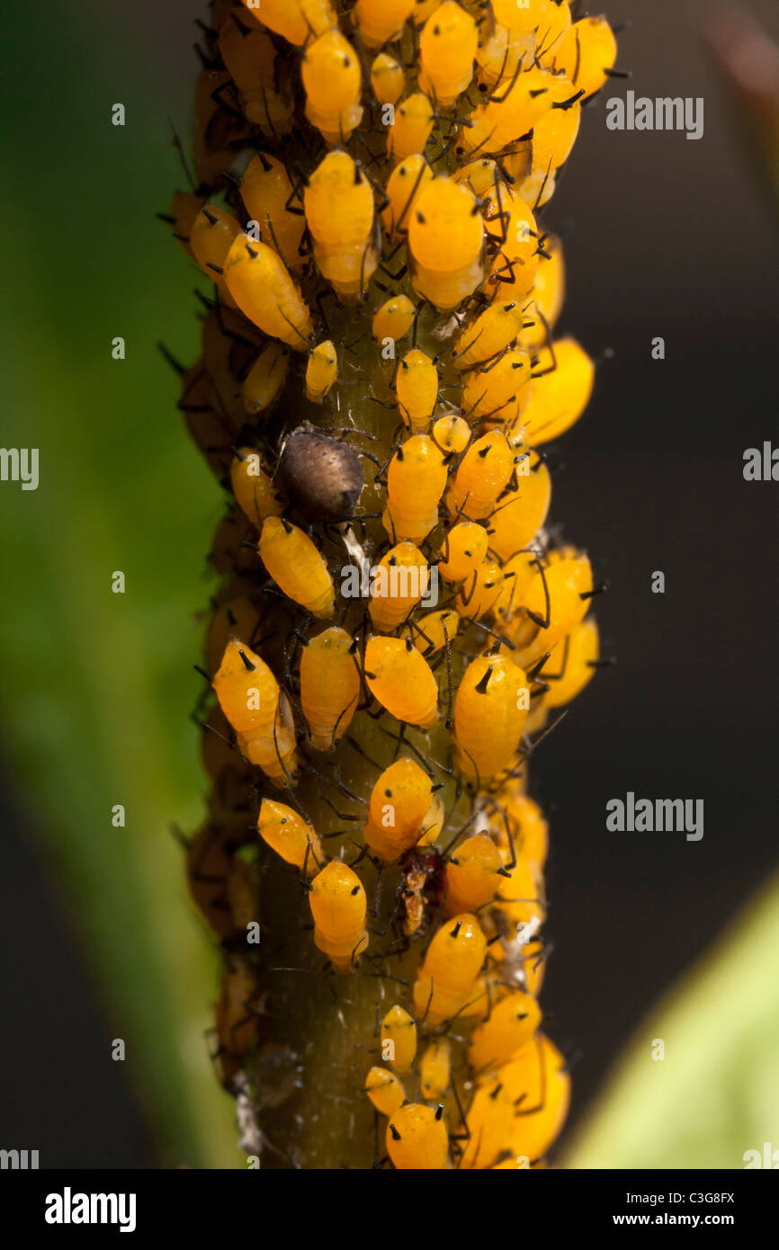 Oleander aphids (Aphis nerii Stock Photo - Alamy