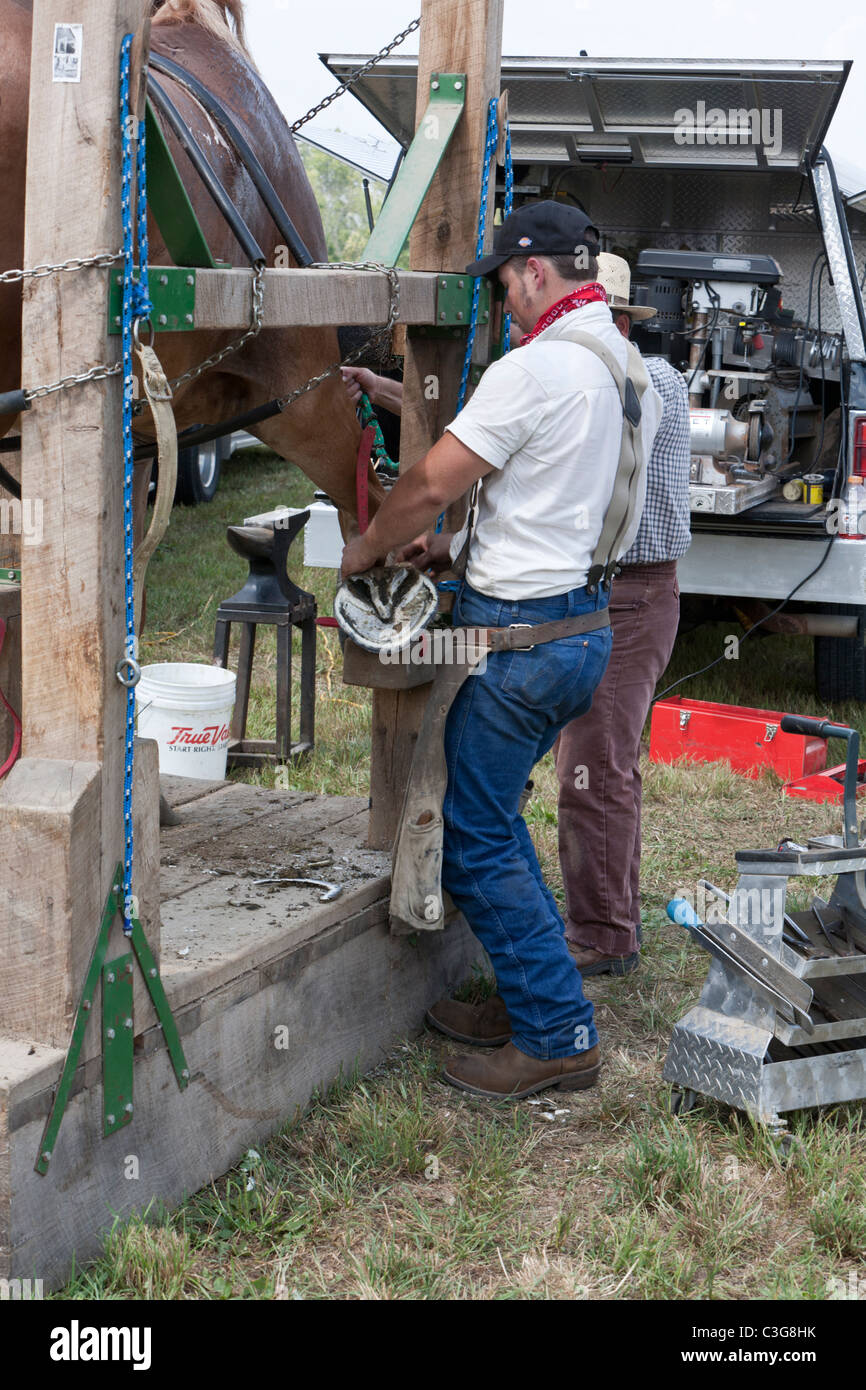 Blacksmiths restraining a horse's leg to reshoe the hoof Stock Photo ...